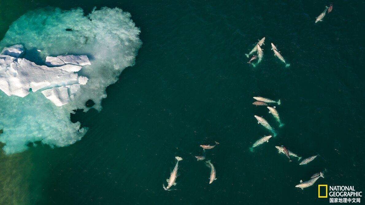 Cameron's latest work tells you the secret of whales - iNEWS