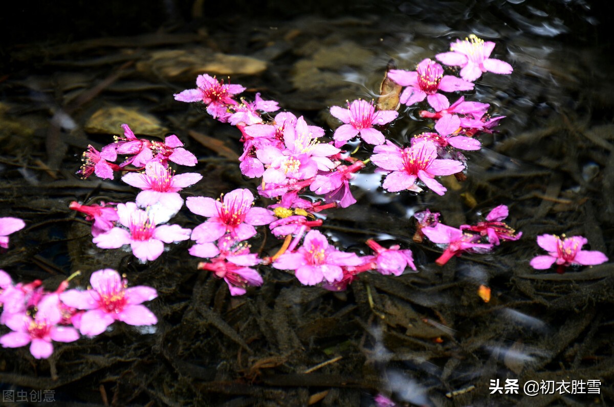 Bai Juyi's falling flowers are ruthless, than Du Mu's Golden Garden ...