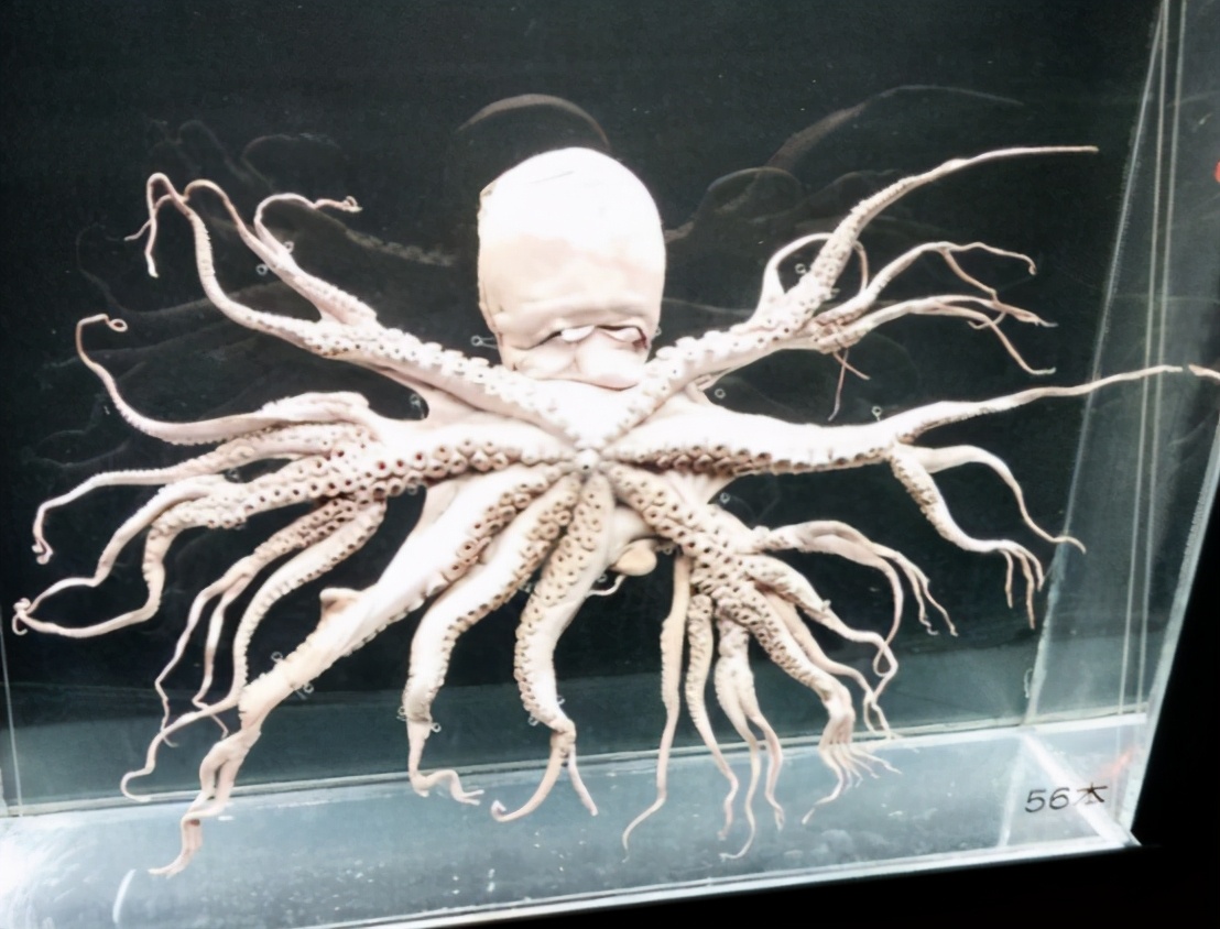 The octopus with the most legs in history!There are 96 legs. Is it ...