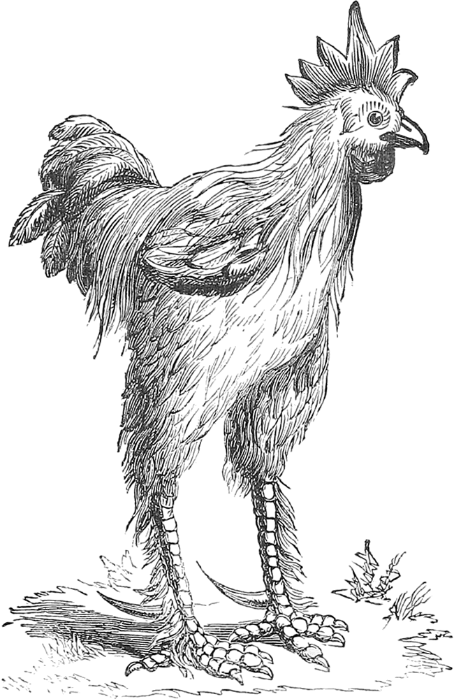 Queen Victoria's obsession with Chinese hens eventually gave birth to ...