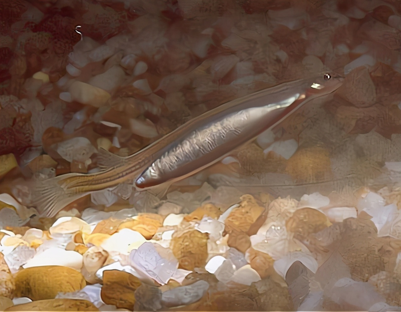 Inventory of the top 10 "vampire" animals in nature - iNEWS