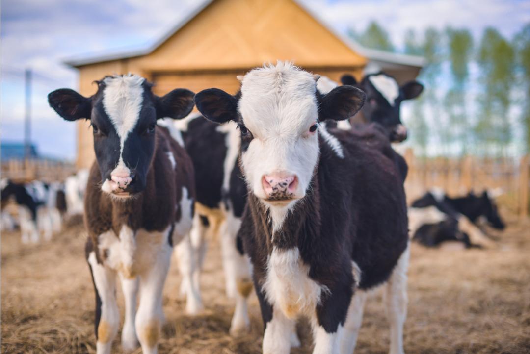 How important is the traceability of dairy origin?You must remember ...