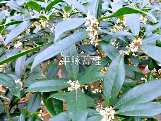 Classification of Osmanthus Varieties (Attached: Classification of 154 ...