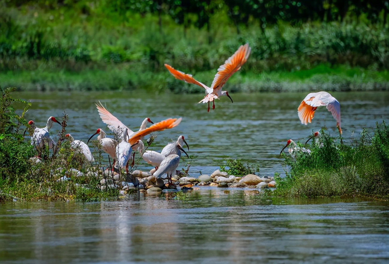What is China's national bird?What is going on in the battle between ...
