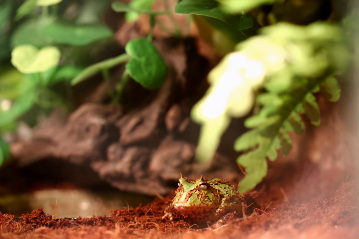 Daily management and breeding methods of pet horned frog - iNEWS