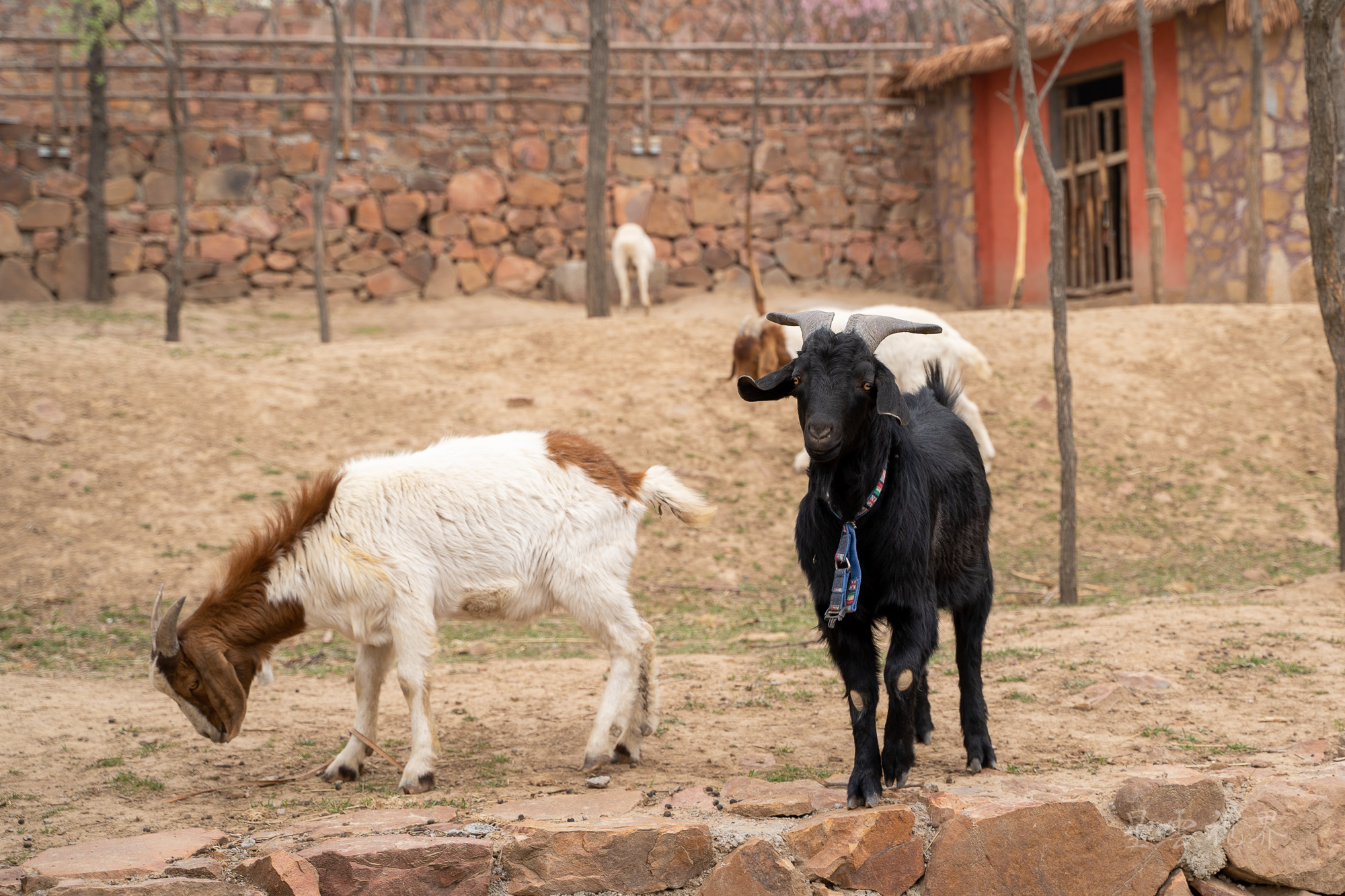 Spring tour to Fuxi Mountain, walk into Yunshang Ranch, overnight in ...