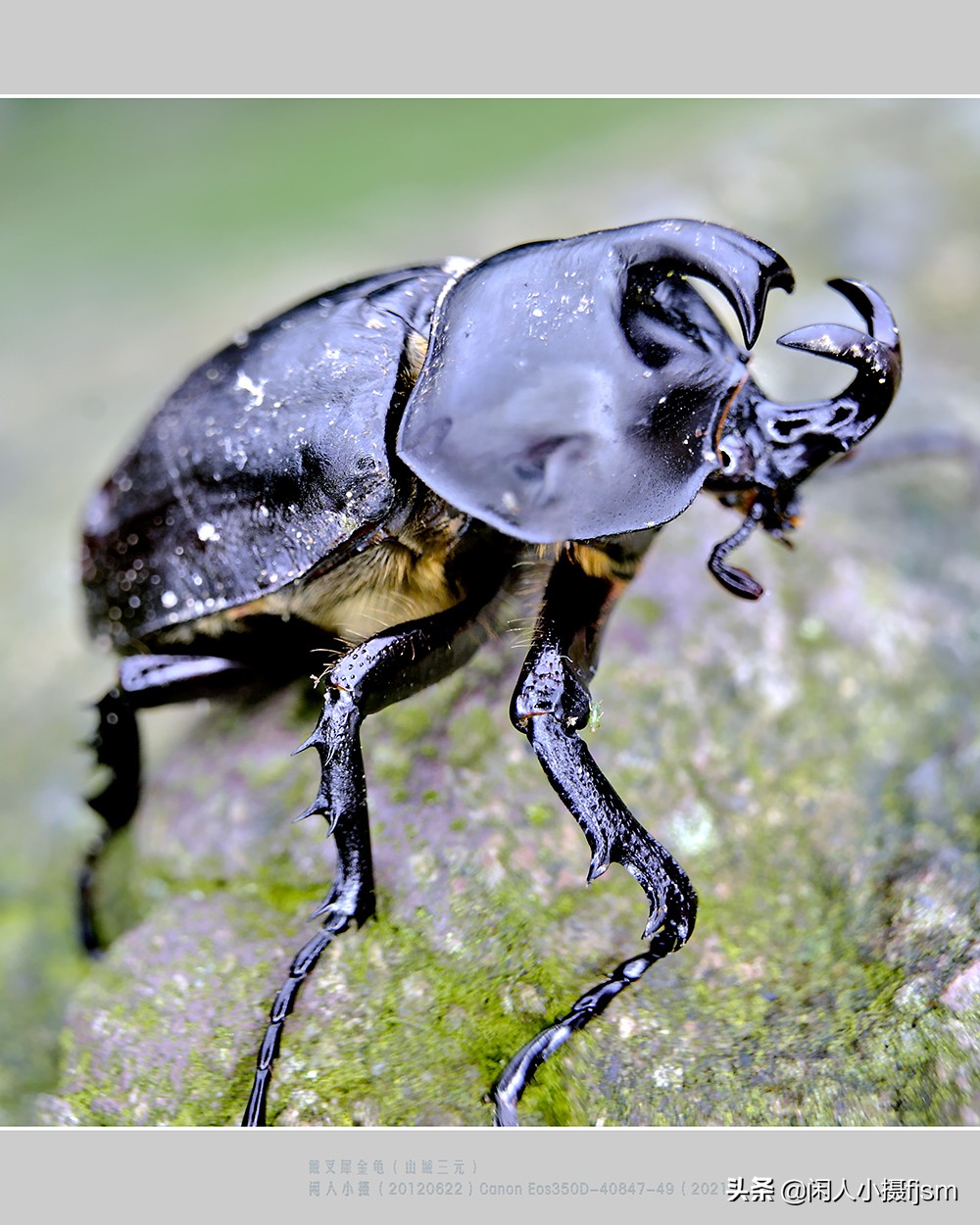 Insect photography: scarab with horns, shaped like a rhino, simple but ...