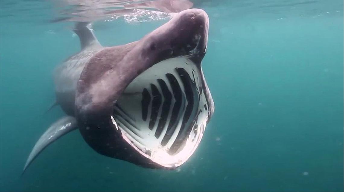 The five longest fish in the world, you may not find a fish longer than ...