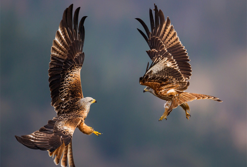 A rooster raised only by an eagle, the eagle has become its bodyguard ...
