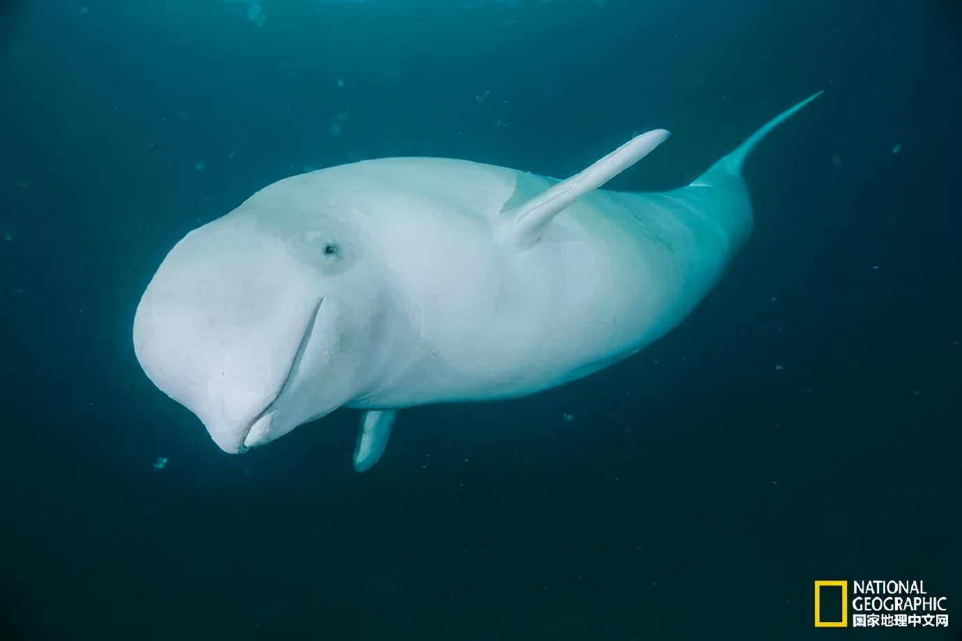 The "canary" in the sea, approaching the magical marine mammal beluga ...