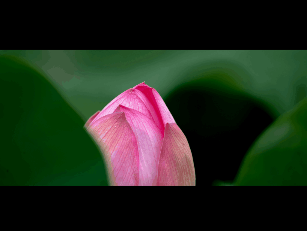 I heard that "Xia Yuhe" is beautiful? - iNEWS