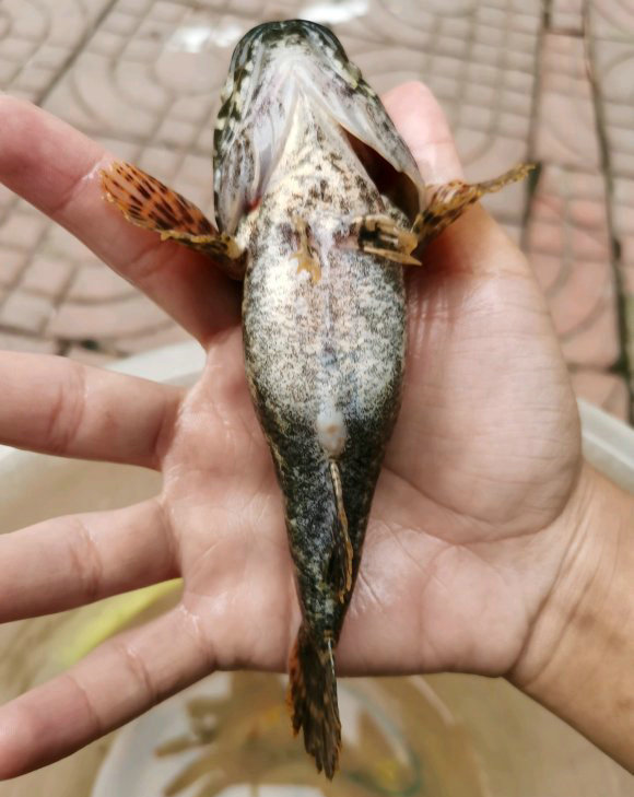 The rapidly rising bamboo shell fish will challenge the tilapia's ...