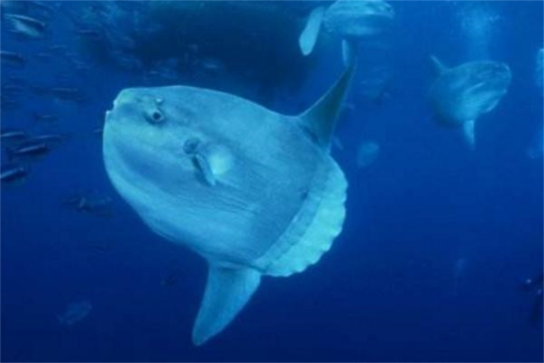 Why is the sunfish that won't escape even if it is bitten? - iNEWS