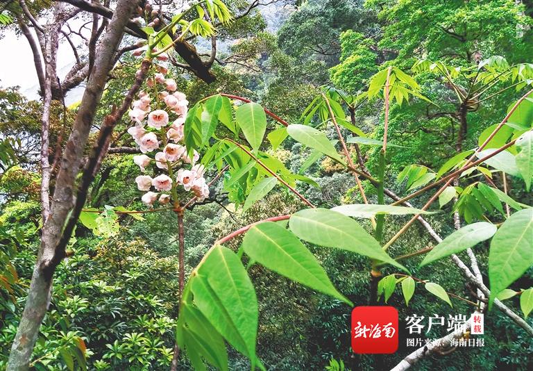 Bole Tree: "Dragon and Phoenix in Plants" - iNEWS