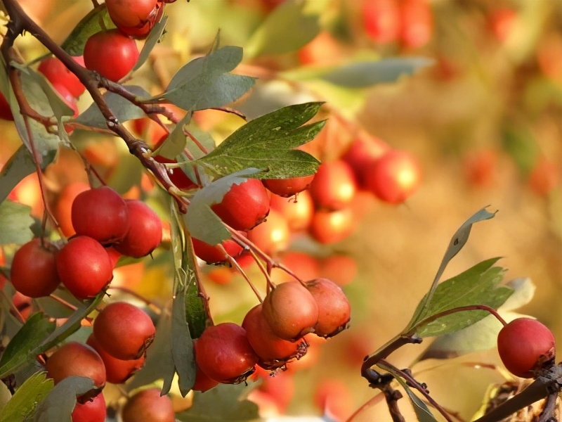 What kind of experience is living in Muping - iNEWS