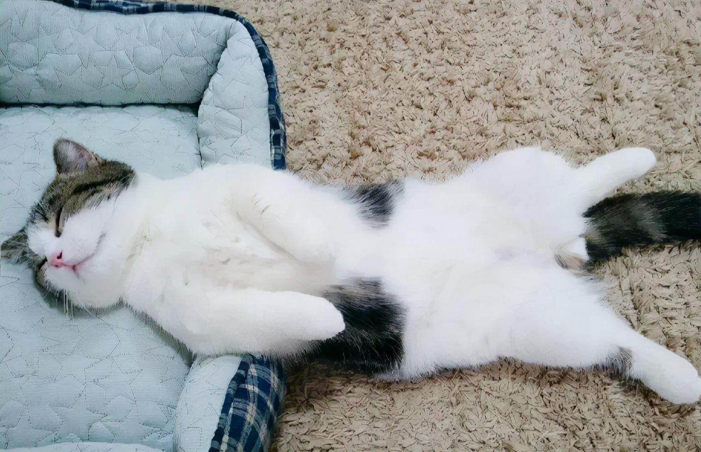 Why do male cats have to grow barbs to scratch females?What is the ...