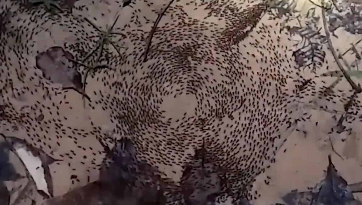 The weird "ant death vortex", a group of ants circling frantically ...