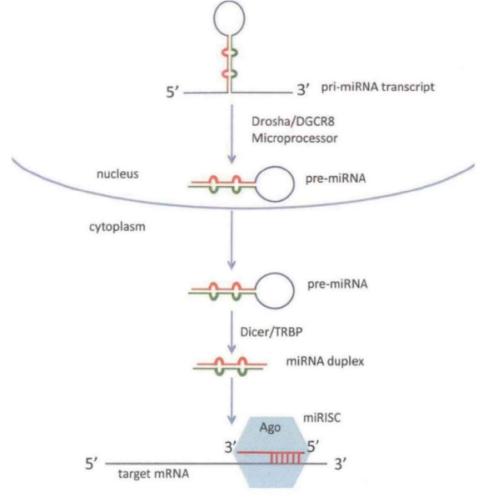 What is the difference between siRNA and miRNA? - iNEWS