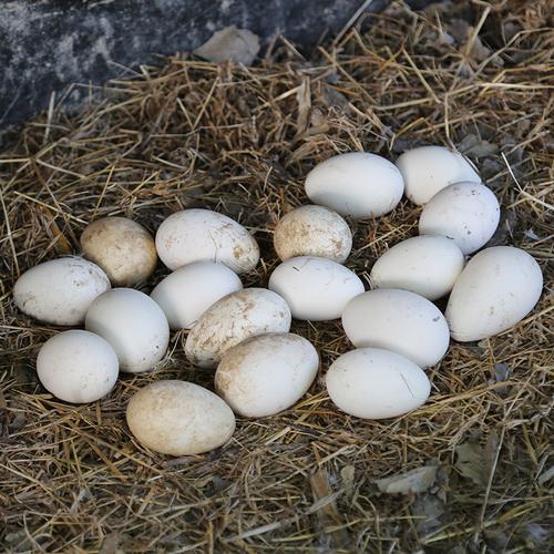 Is it beneficial or harmful to eat goose eggs frequently?Doctor: No ...