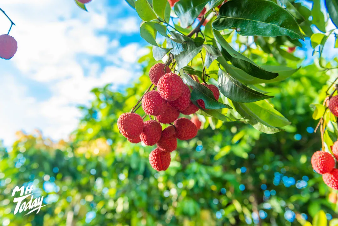 There is a taste of summer, called lychee!Mianhu foodie, how many ...