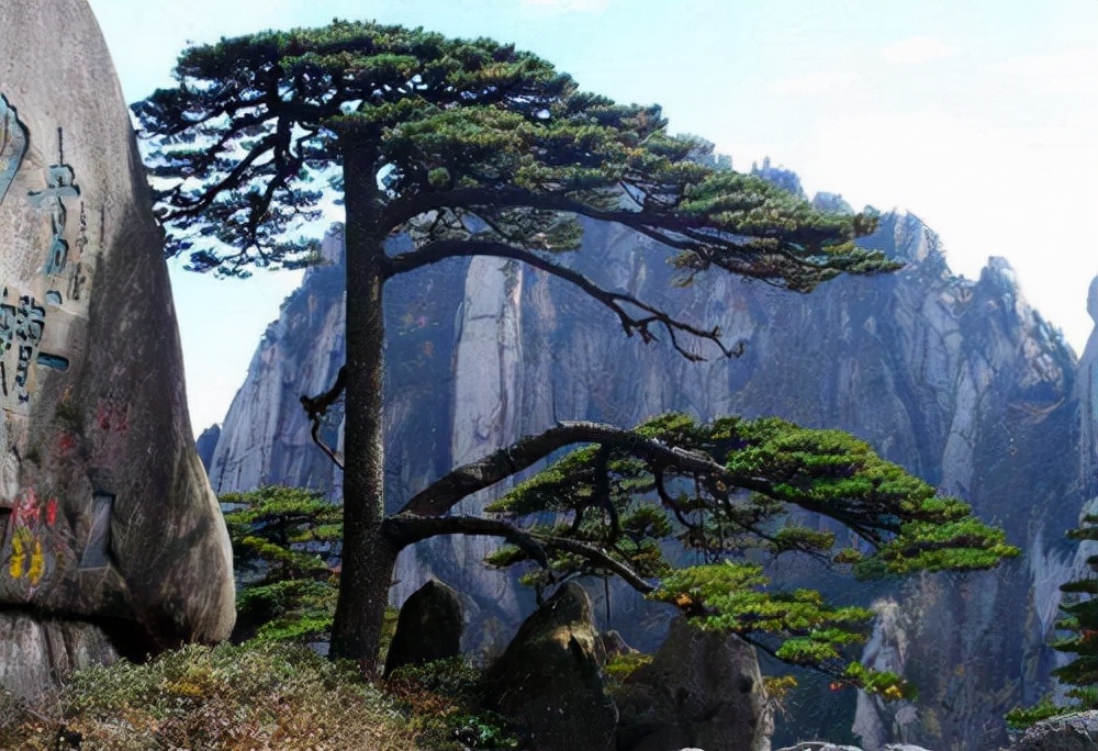 Ranking of the oldest existing trees in China - iNEWS