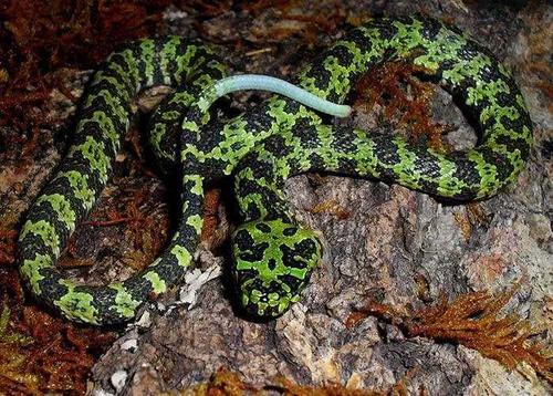 Mangshan Iron-headed Snake: The "Little Green Dragon" in the hearts of ...