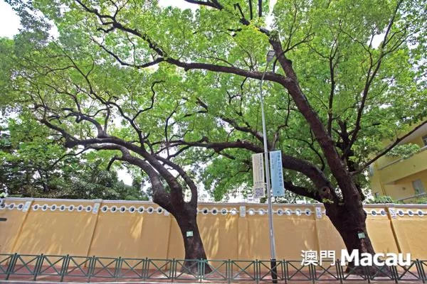 Discover Macau│ Take you to know the century-old trees in the busy city ...