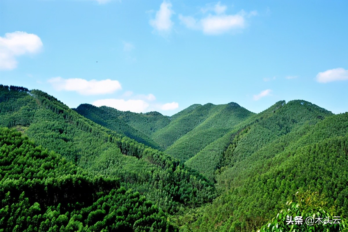 Goal exceeded!Guangxi forestry is developing rapidly - iNEWS