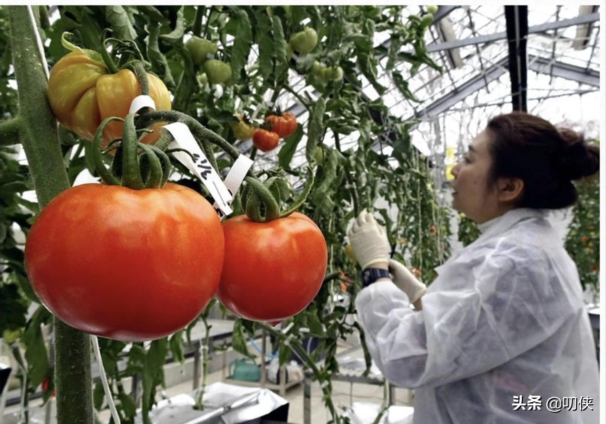 The gene-edited tomatoes are here, and friends who travel to Japan must ...