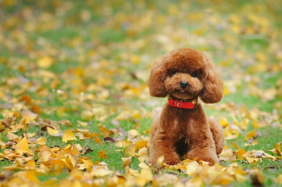 5 characteristics that a good-tempered dog will have, how many do your ...