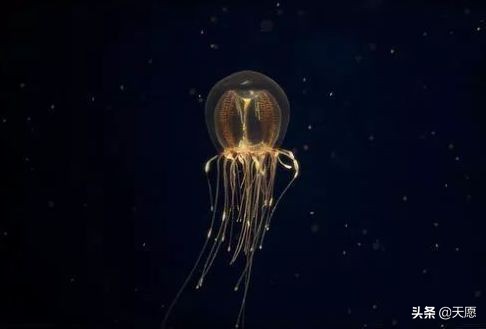 The legendary immortal creature, the lighthouse jellyfish, really will ...