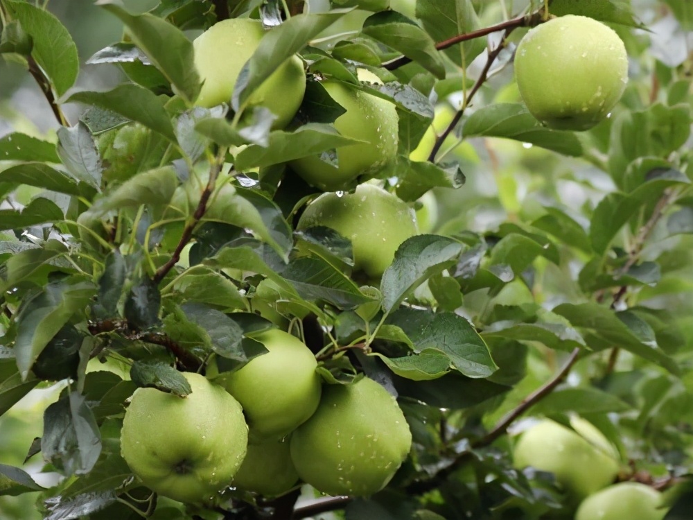 After the peaceful liberation of Peking, how powerful was the 41st Army ...
