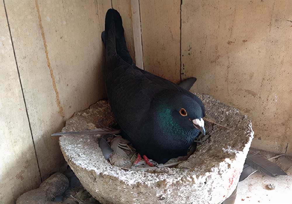 There is a pet at home: how to treat a pigeon with a single eye cold ...