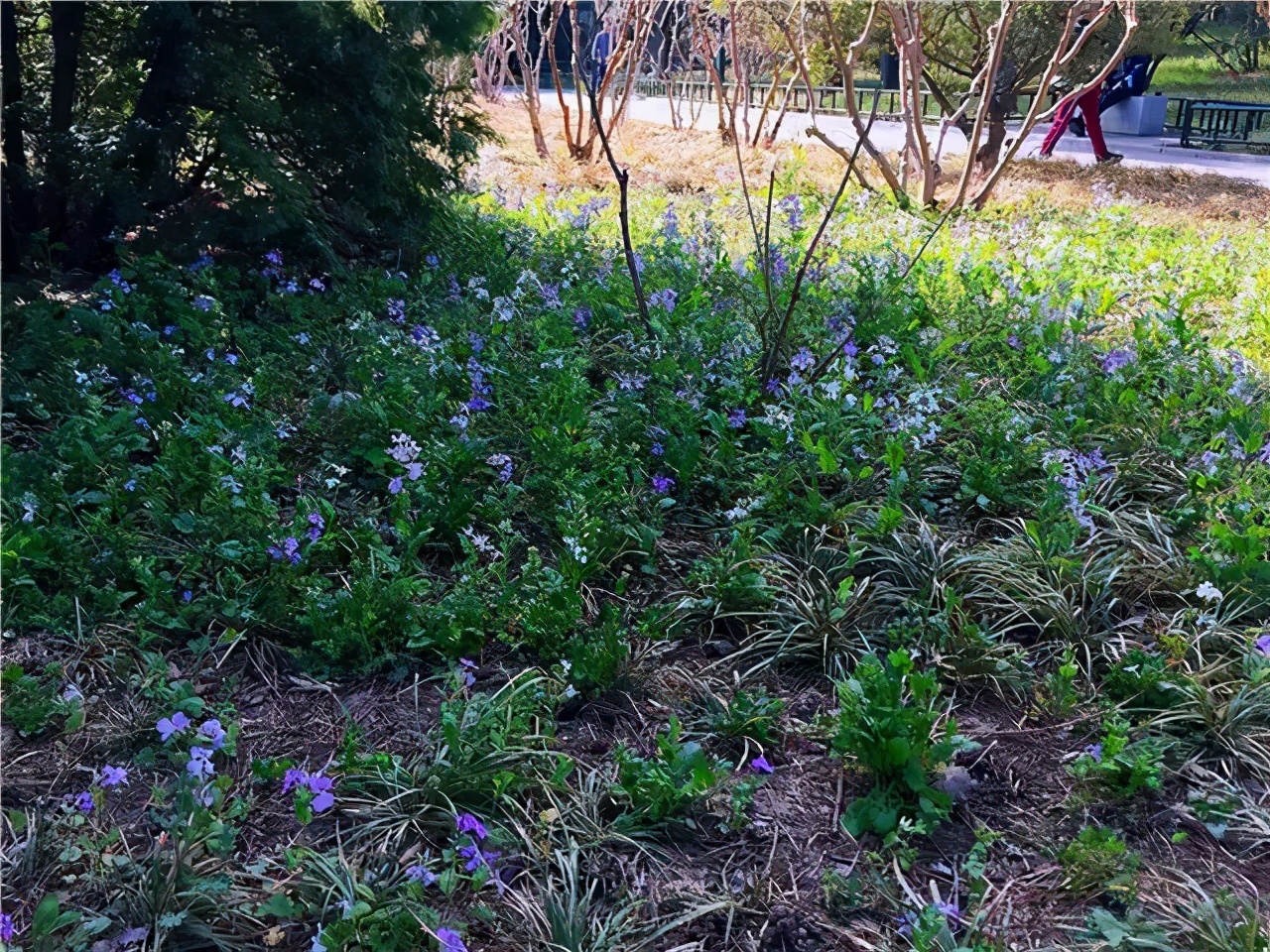 The "glen flower" that surpasses hundreds of flowers, creeps and grows ...