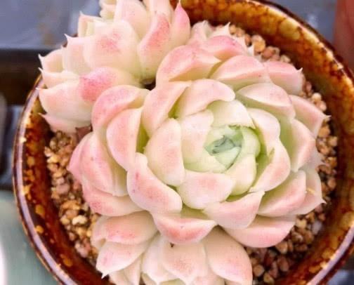 A cheap and easy-to-raise fleshy white moon shadow, it is in a state of ...