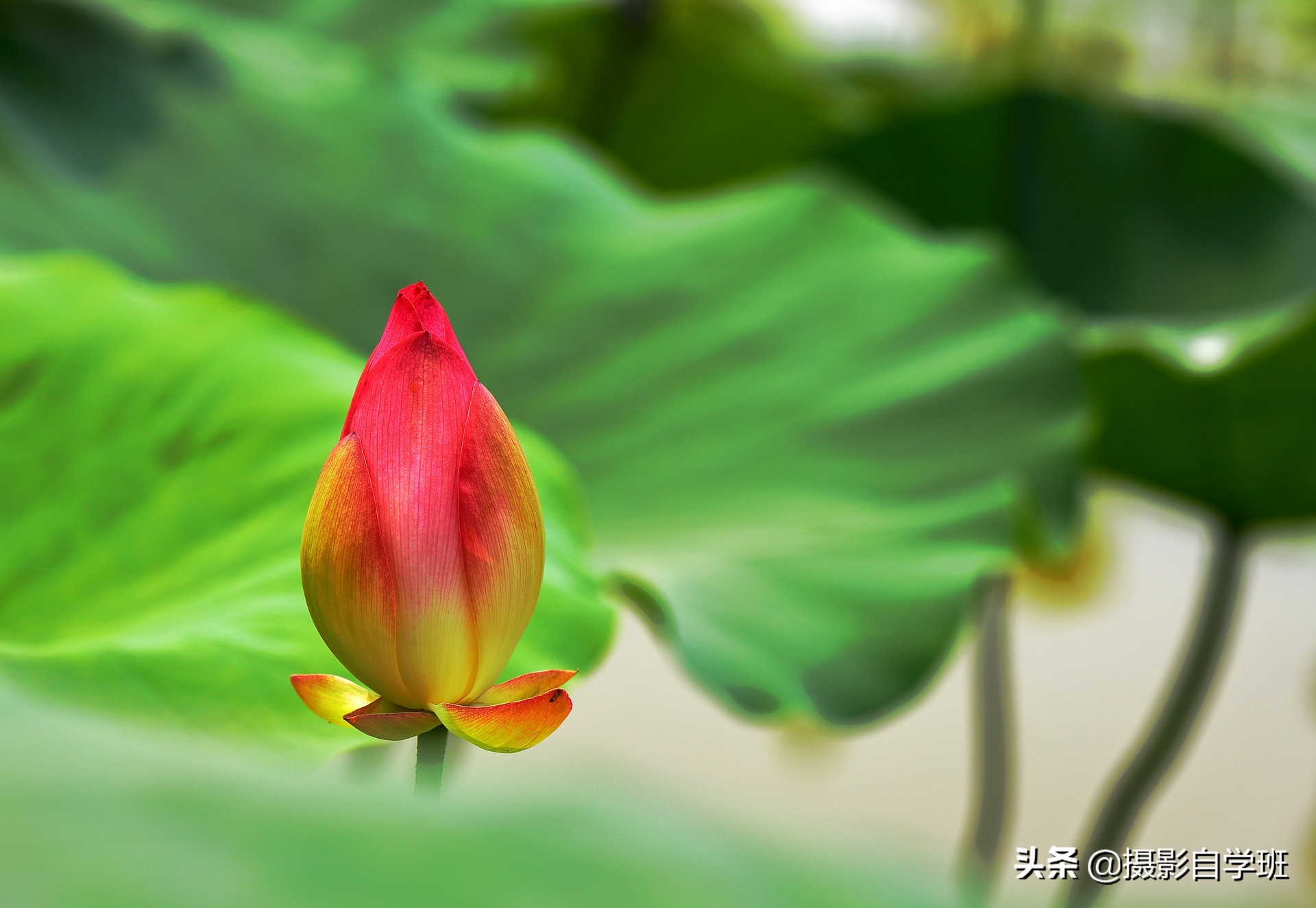 There are 4 styles of lotus photography, learn one lotus photo to be ...