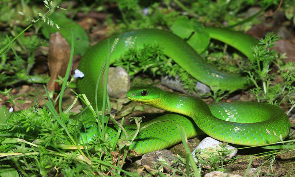 How many snakes do you know about these snakes of the snake family ...