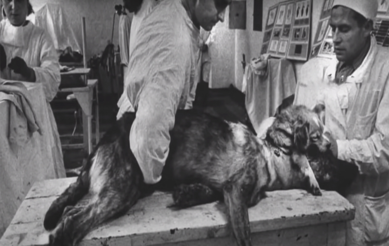 Vladimir's "dog head experiment", is this kind of experimentation with ...