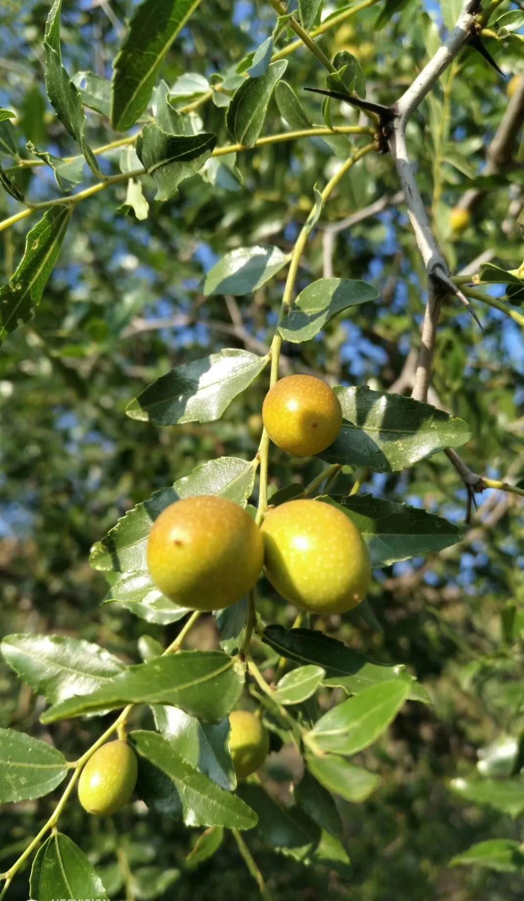 Get to know wild jujube - iNEWS