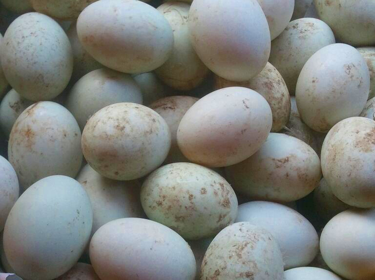 When buying duck eggs, there is a big difference between "white shell ...