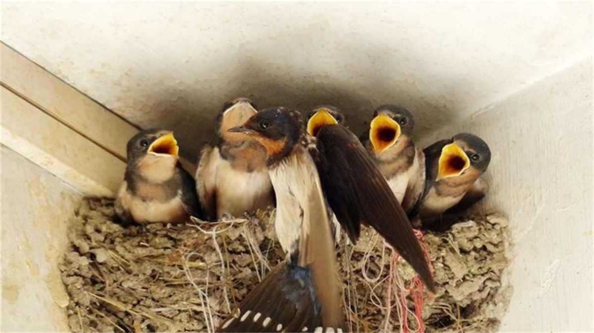 Fly the farthest to South Africa, how does the Chinese swallow fly to ...