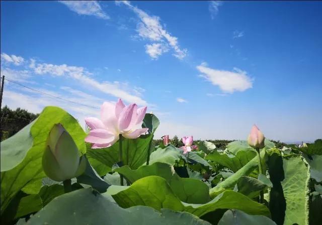 Do you understand Yang Wanli's poem?Most people only read the scenery ...