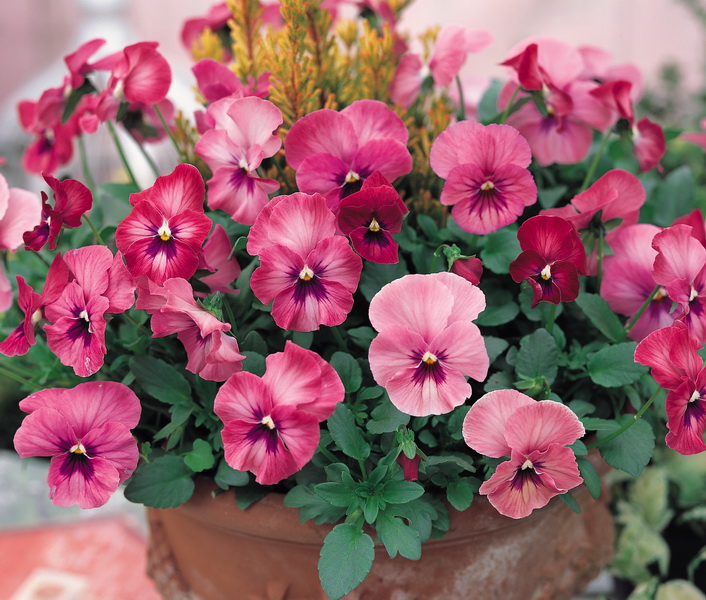 6 kinds of "cold-resistant" flowers, suitable for autumn and winter ...