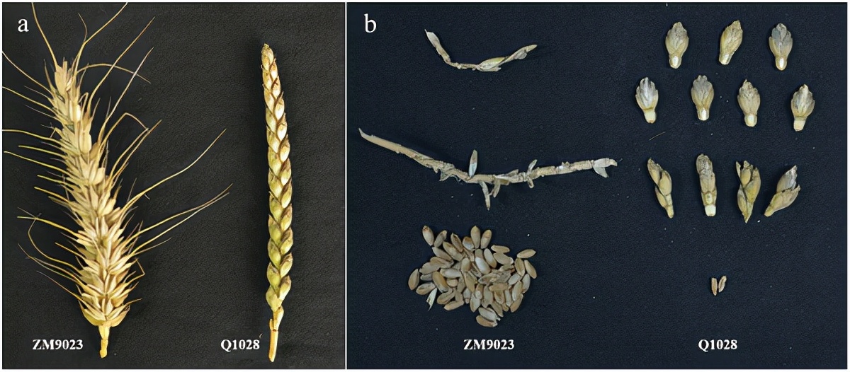 The most successful plant on earth, manipulating Homo sapiens 10,000 ...