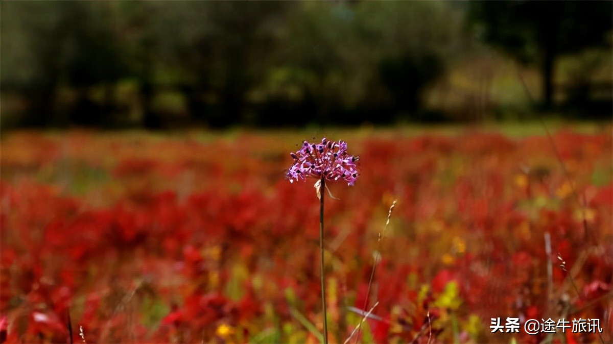 The flaming wolf venom ignites the autumn of Shangri-La and makes ...