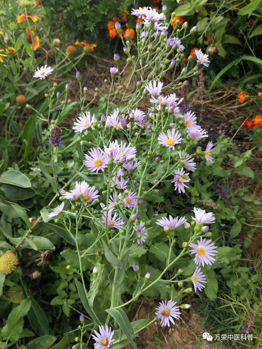 Flower ornamental, root medicinal-aster - iNEWS