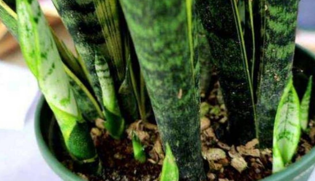 Raise tiger piran in August, feed 1 kind of fertilizer, new leaves will ...