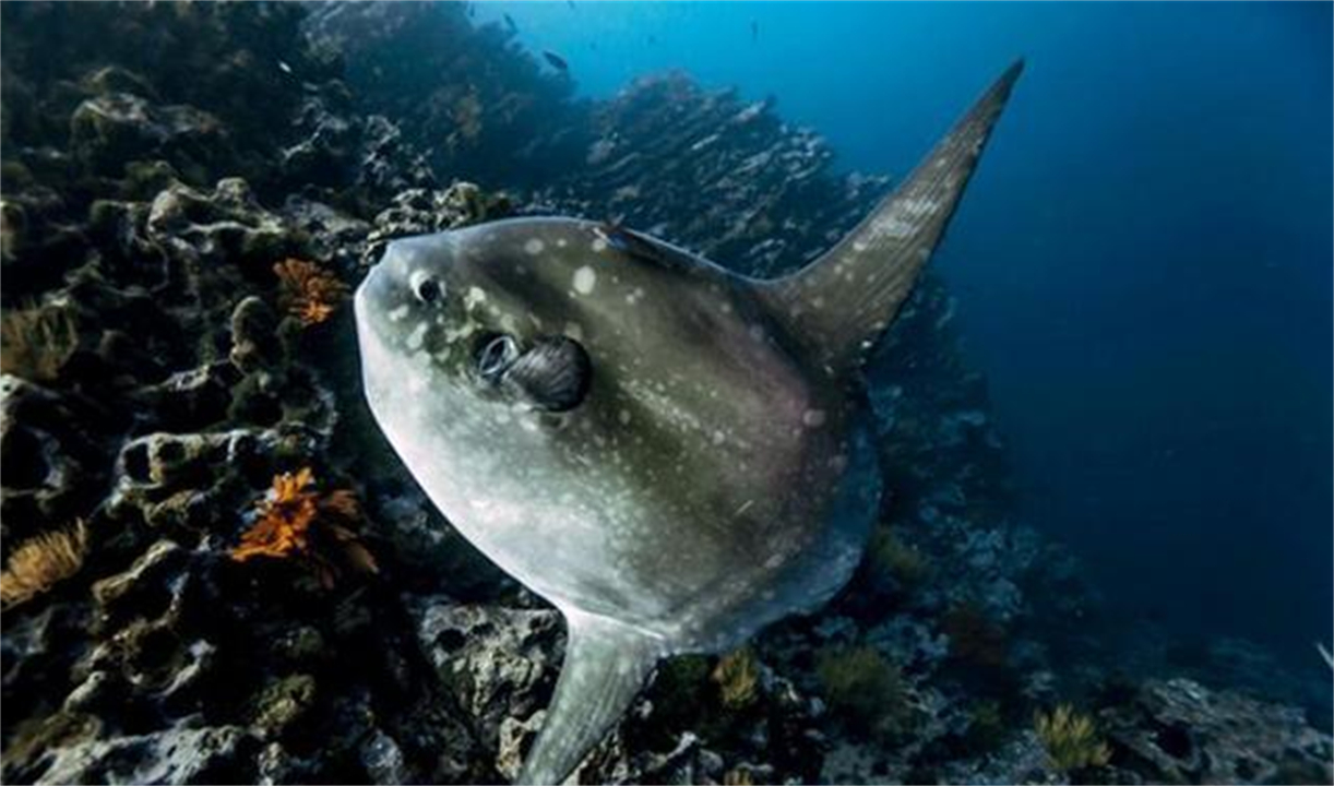 Why is the sunfish that won't escape even if it is bitten? - iNEWS