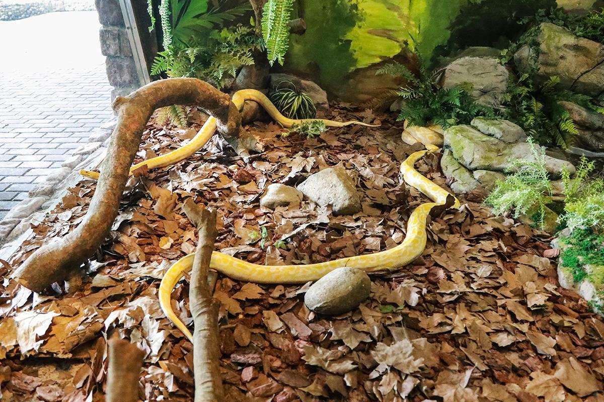 Why is the 6-meter-long golden python only used as a pet and cannot be ...