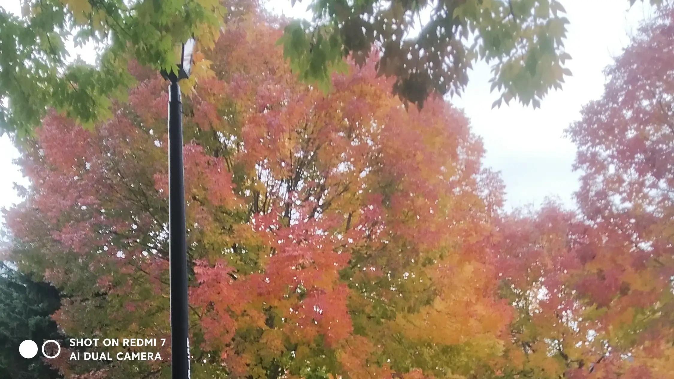 Toronto in October: The warm sun is dying, and the maple leaves are red ...